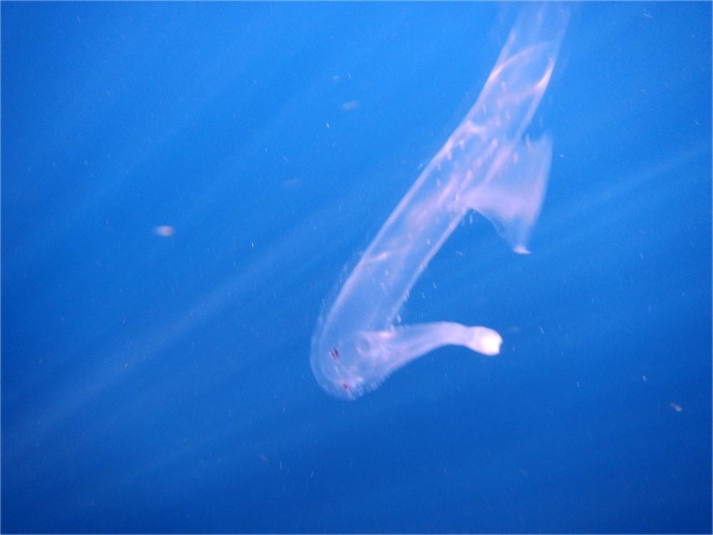Pterotrachea coronata Forsskål, 1775