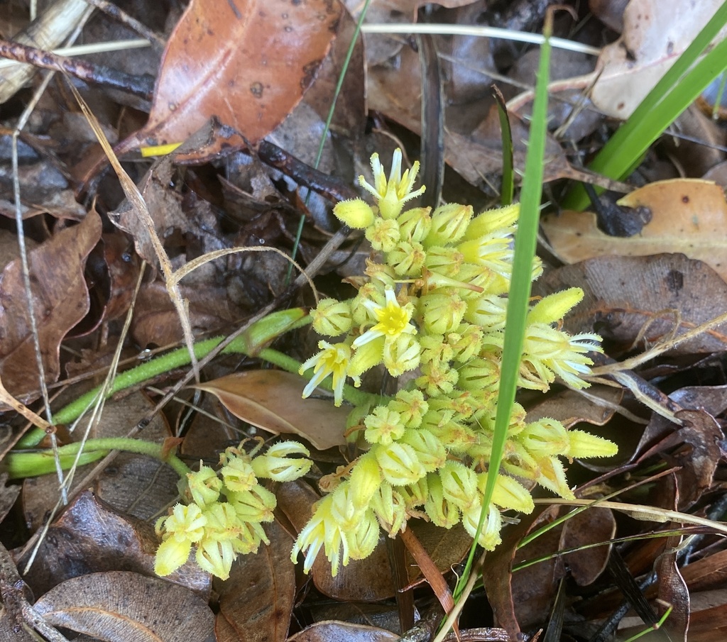 Prickly Conostylis (Conostylis aculeata) - Botanical Realm