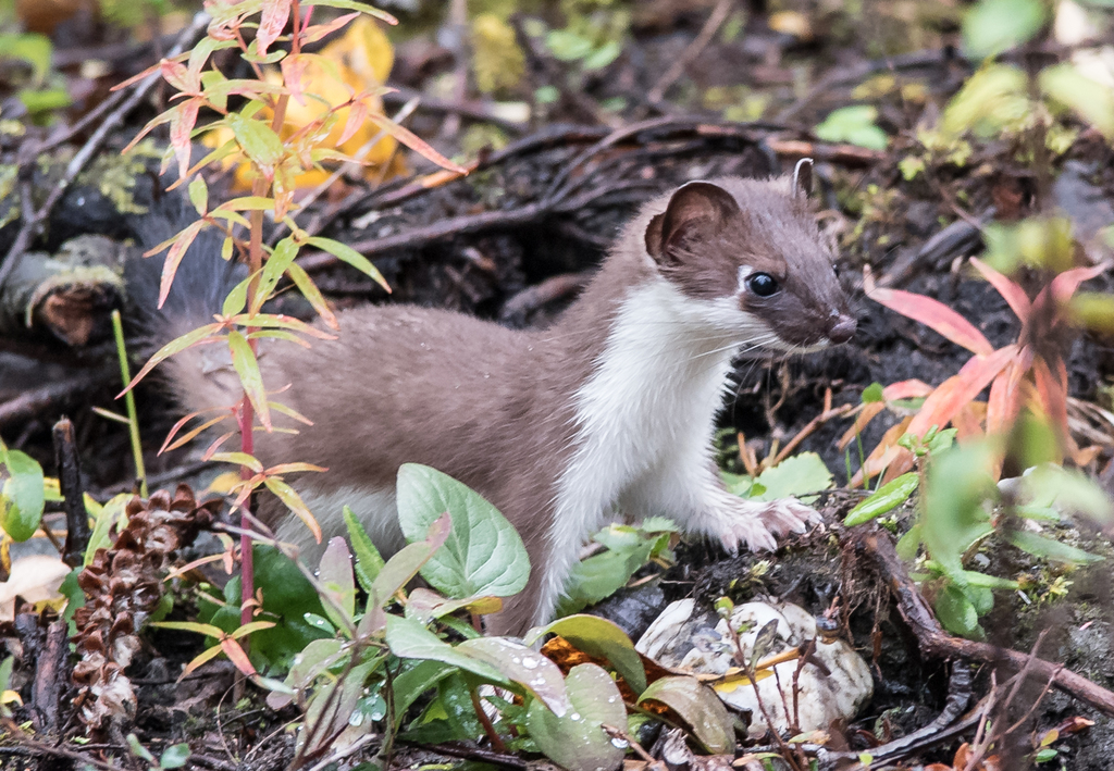 Tundra Stoat (Mustela erminea arctica) - Know Your Mammals