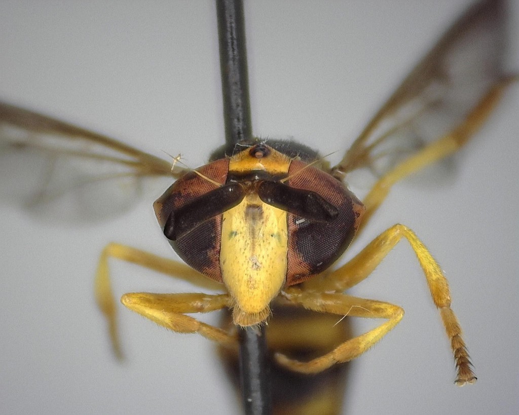 Fattig's Ant Fly from Abrams Creek 2021 Bioblitz Malaise on June 27 ...