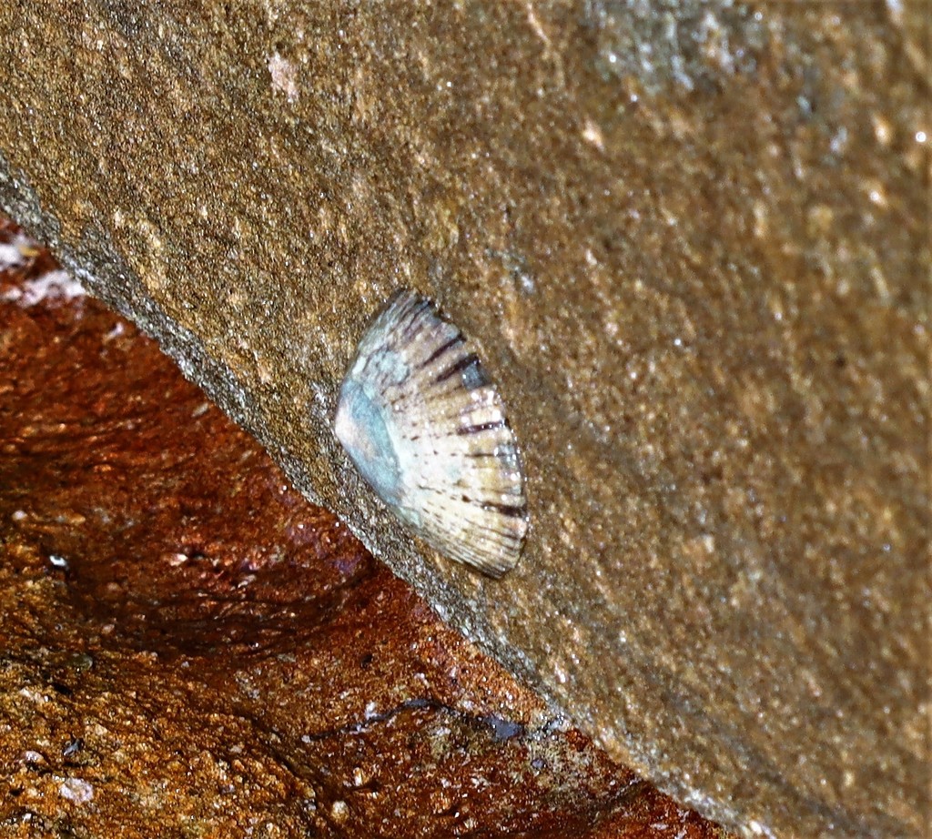 Variegated limpet from Point Arkwright Rock Platform, Sunshine Coast ...