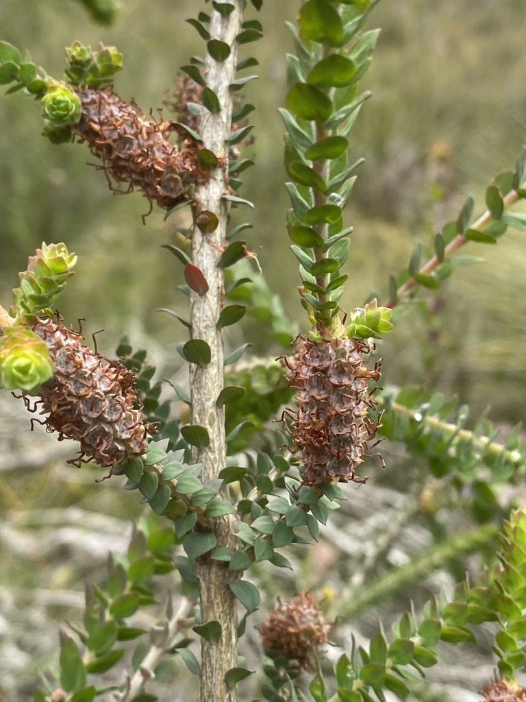(Melaleuca densa) - Botanical Realm
