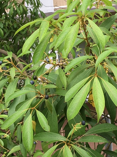 Machilus gamblei · iNaturalist Mexico
