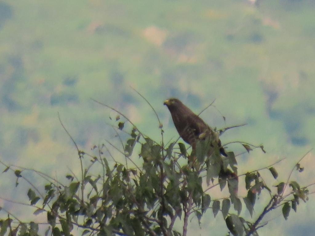 Roadside Hawk from Pahuatlán, Pue., México on November 04, 2021 at 02: ...