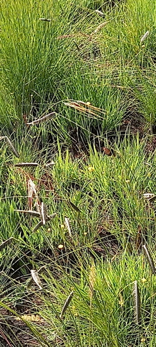 Subspecies Dingana clarki dracomontana · iNaturalist