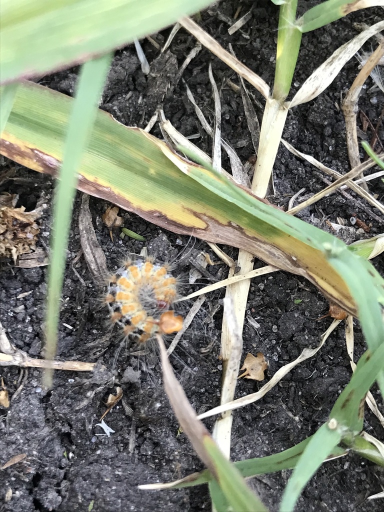 Paracles from Gualeguaychú, Gualeguaychú, Entre Ríos, AR on November 20 ...