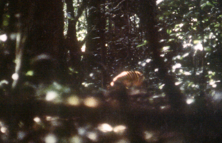 Banded Duiker in November 1981 by Dr Anh Galat-Luong. Projet Taï Mab ...