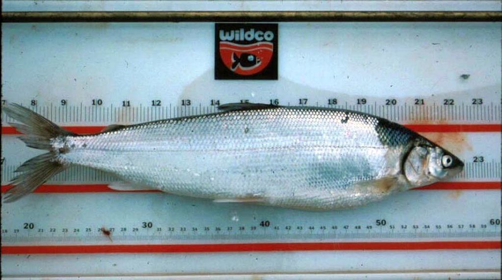 Omul (Coregonus migratorius) - Marine Life Identification