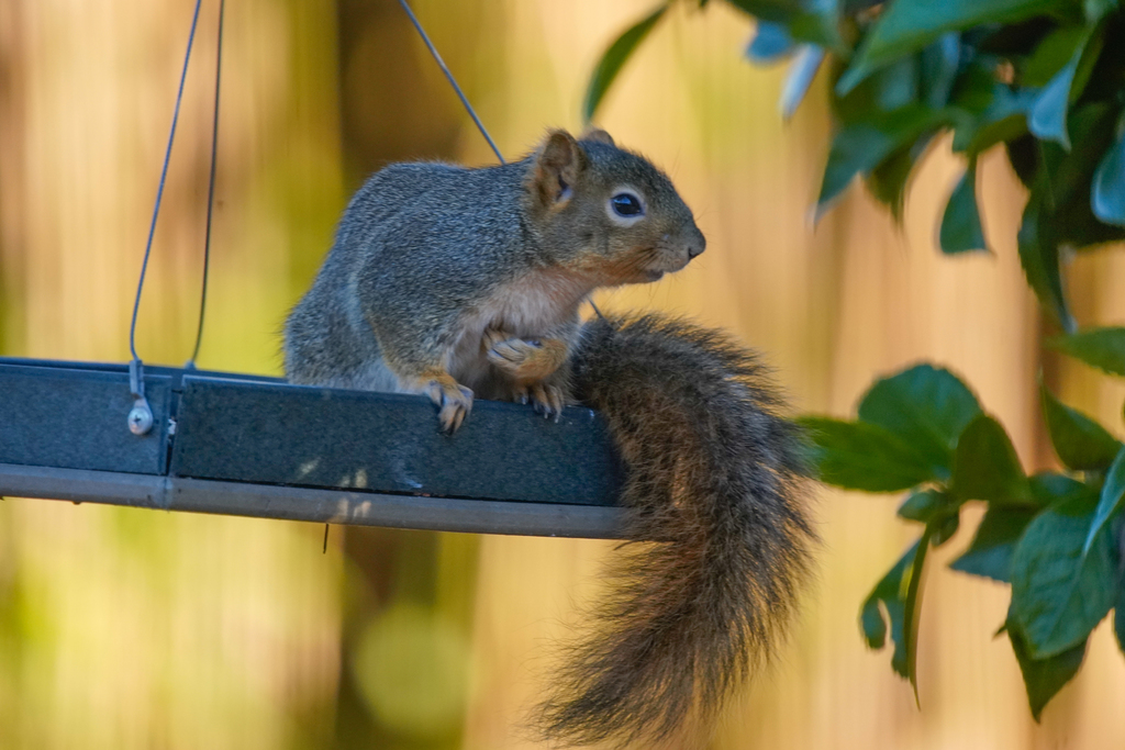 Fox Squirrel from Lincoln City house on November 22, 2021 at 07:57 AM ...