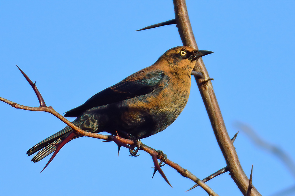 Rusty Blackbird from Hamilton County, OH, USA on November 16, 2021 at ...