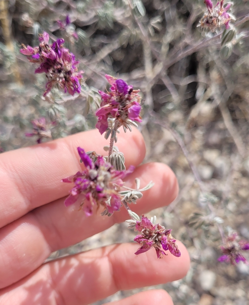 Silver Prairie Clover from Dell City, TX 79847, USA on November 17 ...