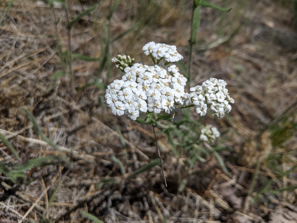 common yarrow from Nine Mile Falls, WA 99026, USA on May 29, 2021 by ...