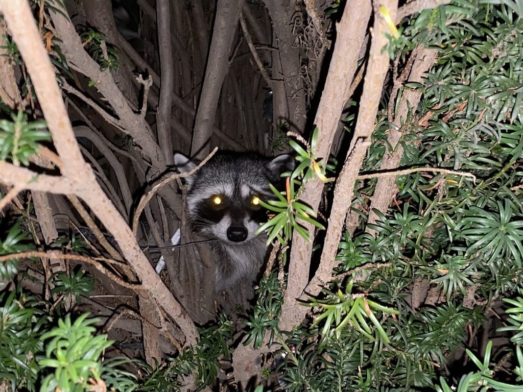 Common Raccoon from University of California - Berkeley, Berkeley, CA ...