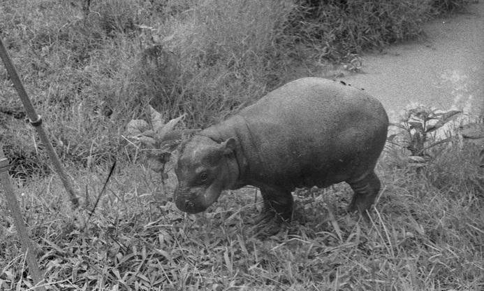 Pygmy Hippopotamus in November 1977 by Dr Anh Galat-Luong. Hippopotame ...