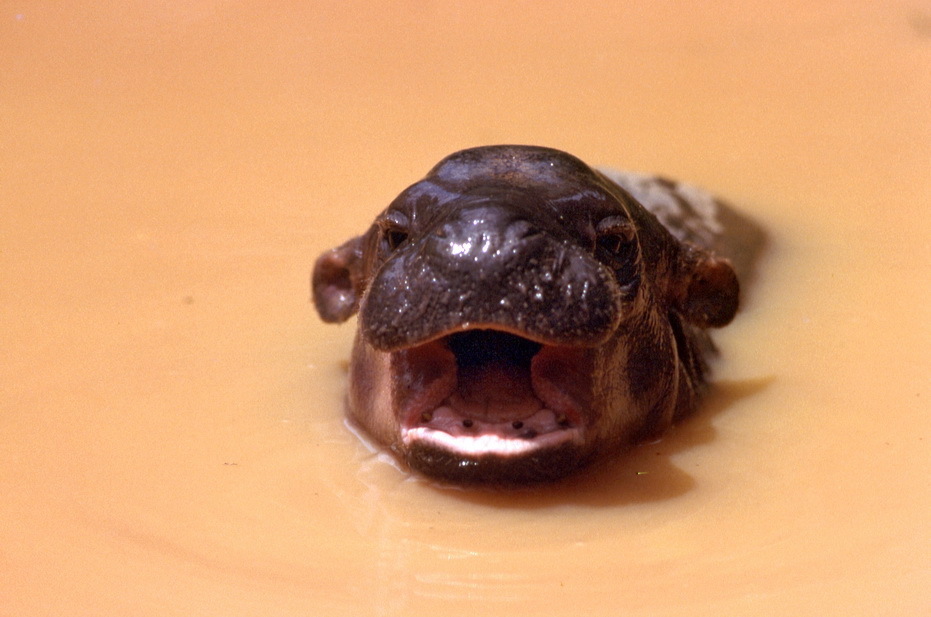 Even-toed Ungulates and Cetaceans (Artiodactyla) - Know Your Mammals