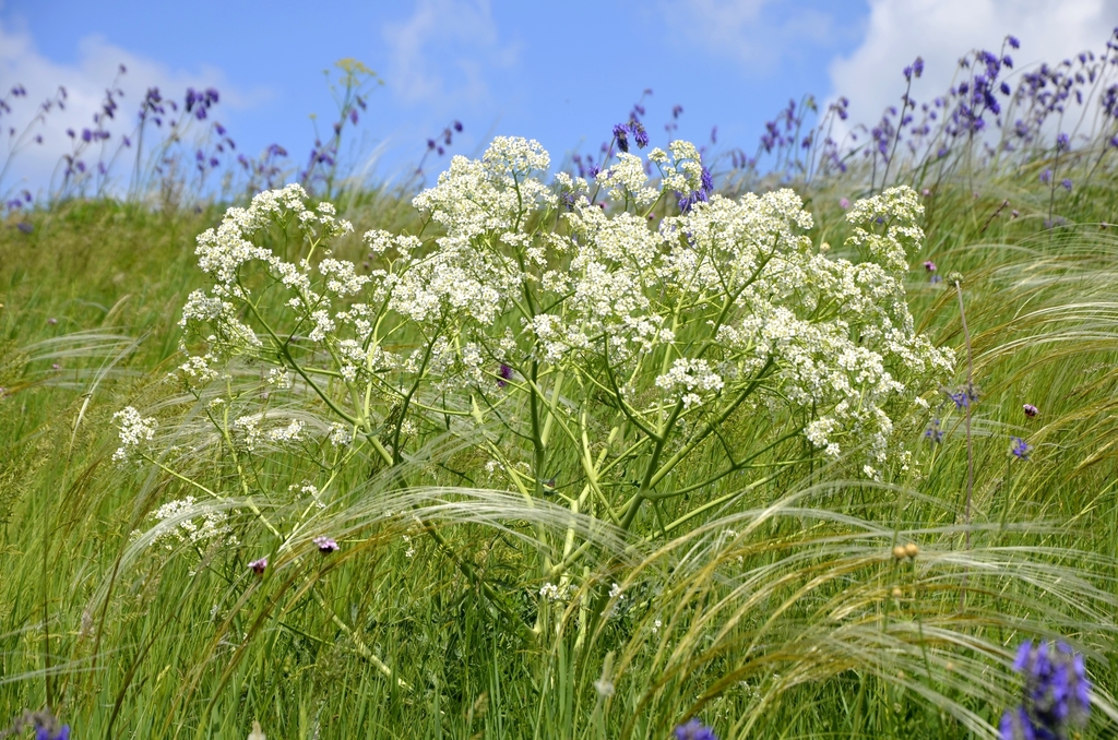 Crambe tataria from Sibiu, România on May 29, 2021 at 03:12 PM by ...