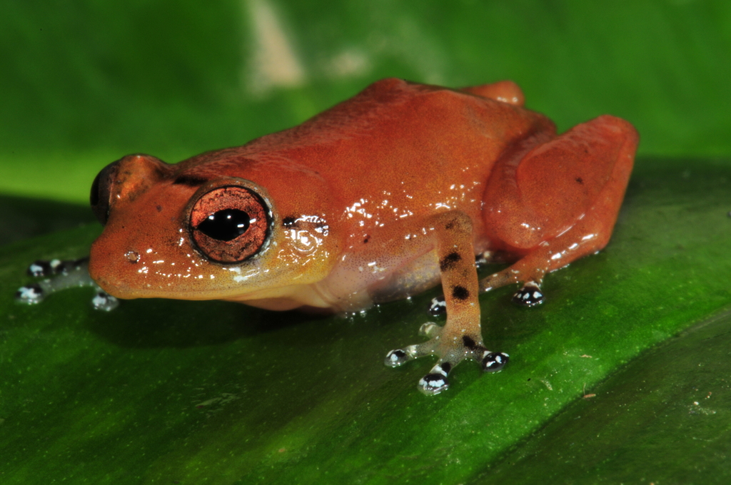 Tink Frog from Coclé Province, Panama on December 13, 2008 at 02:49 AM ...