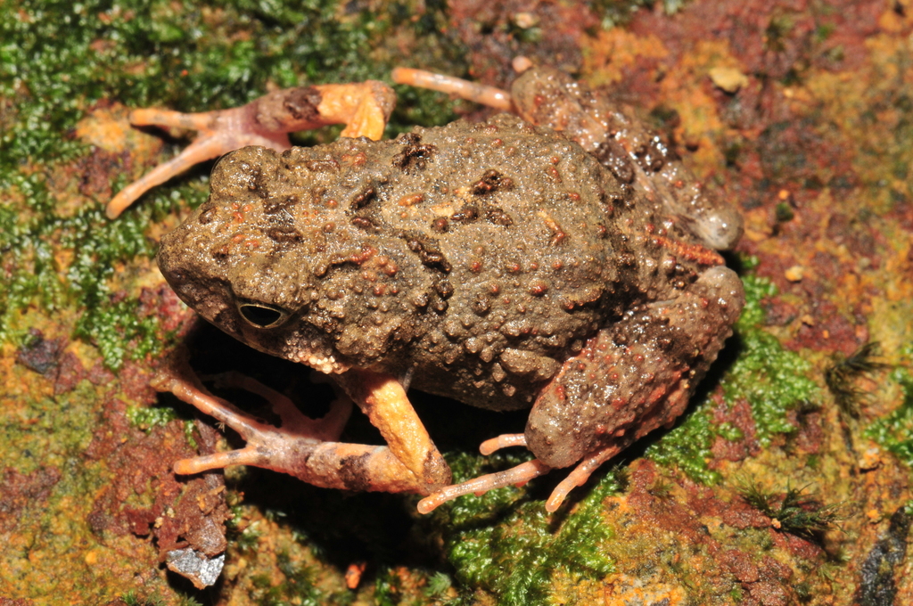 Túngara Frog from Coclé Province, Panama on December 15, 2008 at 02:12 ...
