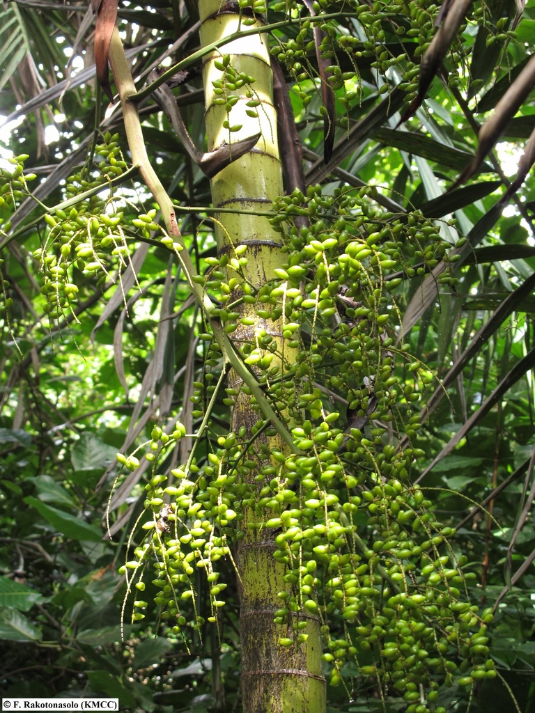 Dypsis rivularis (Field guide to the Palms of Dry area ) · iNaturalist