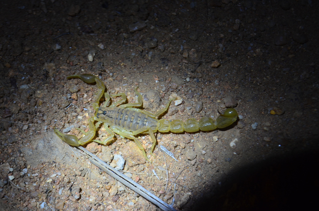 Eastern Ridge-back Scorpion from Idodi, Tanzania on November 22, 2021 ...
