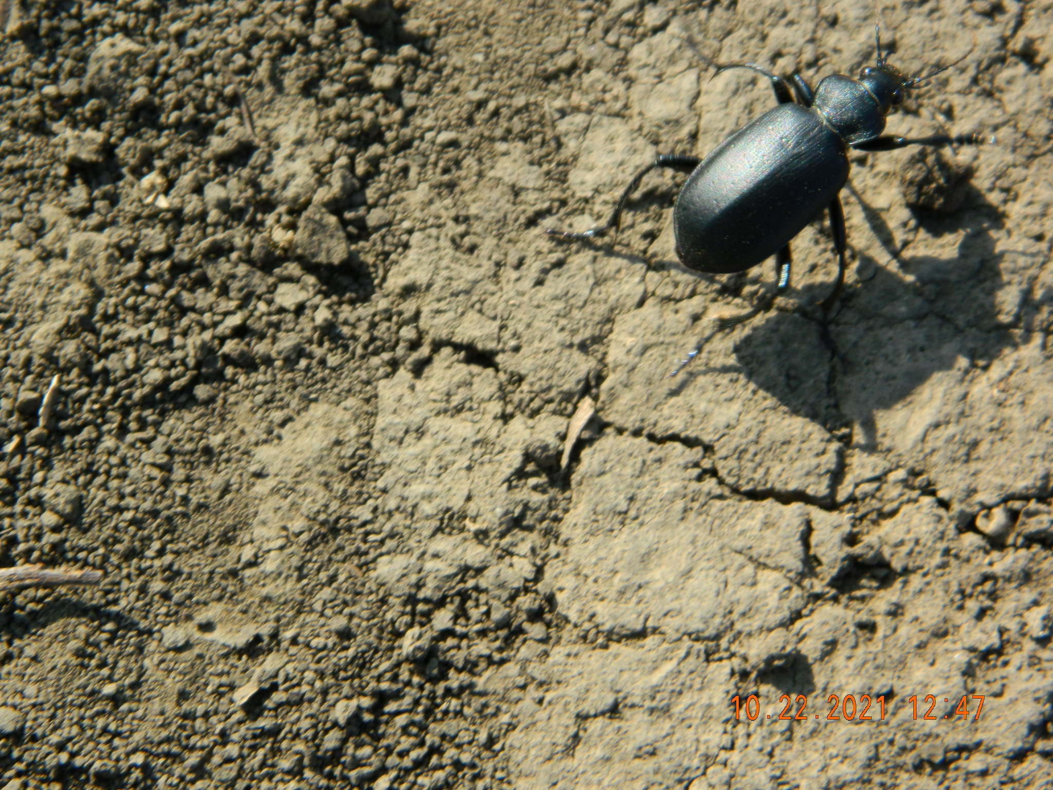 Calosoma auropunctatum (Herbst, 1784)