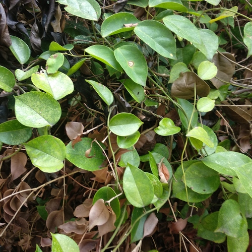 Shining Hypserpa (Hypserpa nitida) · iNaturalist