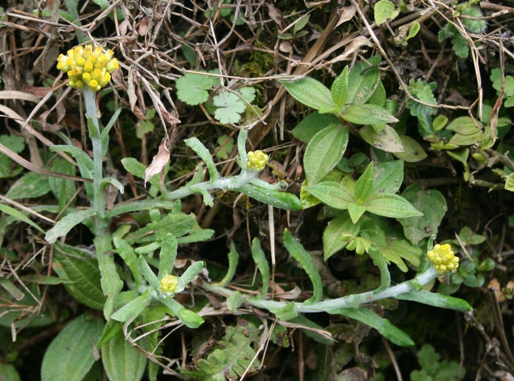 Cotton Weed (Pseudognaphalium affine) - Botanical Realm
