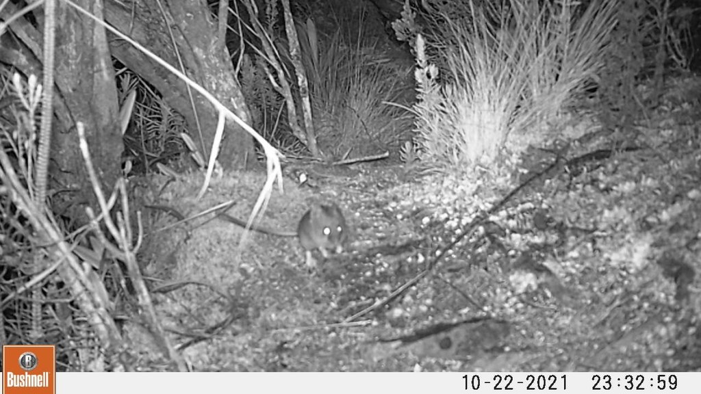 Mice, Rats, and Hamsters from San Andrés, Santander, Colombia on ...