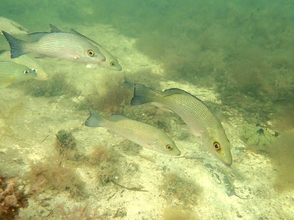 Grey Snapper from Layton, FL 33001, USA on November 16, 2021 at 02:09 ...