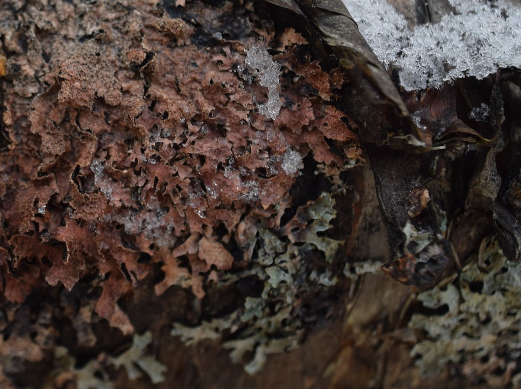 Marchandiomyces from Anchorage, AK, USA on November 08, 2021 at 03:58 ...