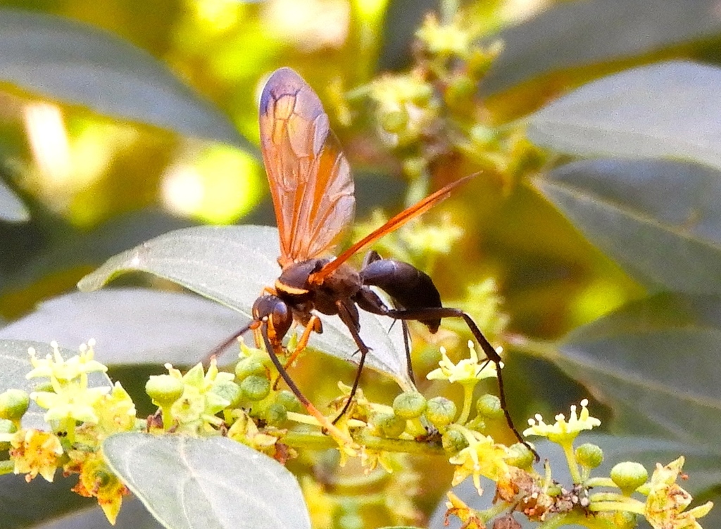 Old and New World Tarantula-hawk Wasps from Mazatlán, Sin., México on ...