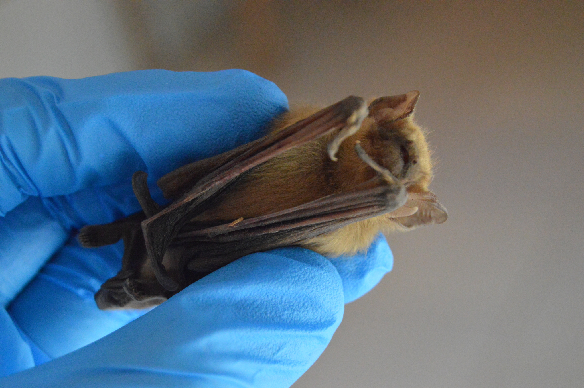 Lasiurus ega (Gervais, 1856)