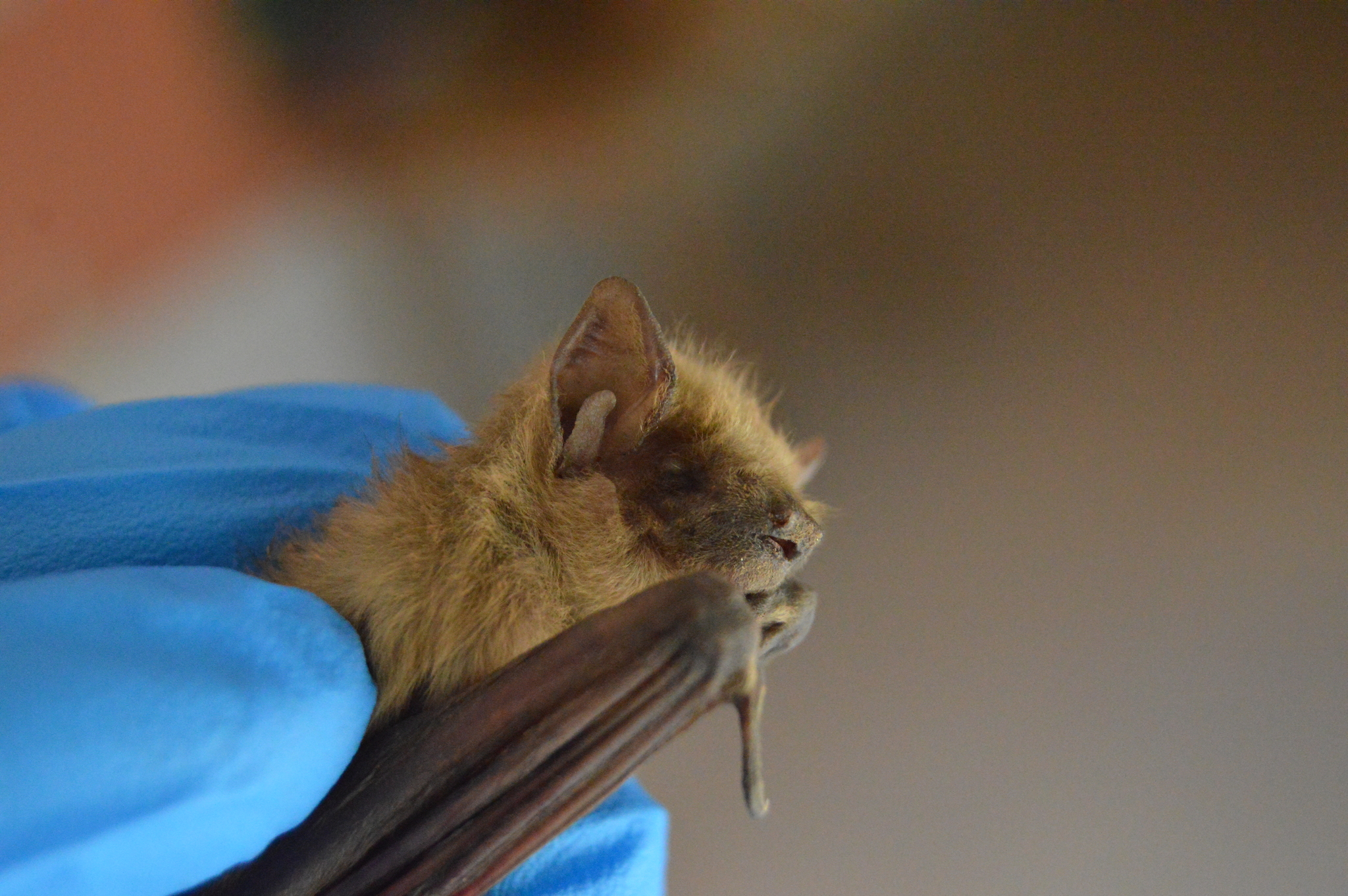 Lasiurus ega (Gervais, 1856)