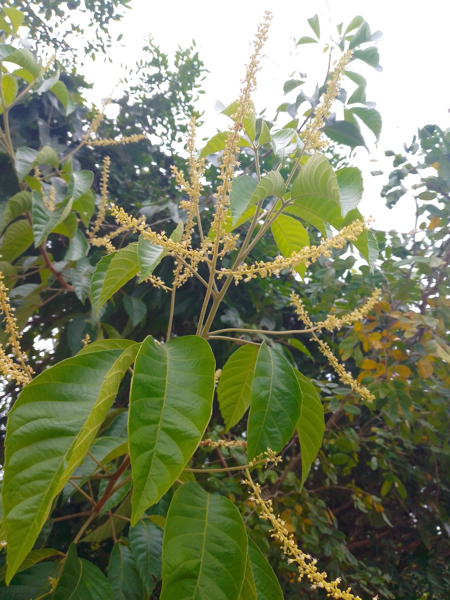 Allophylus cominia (L.) Sw.