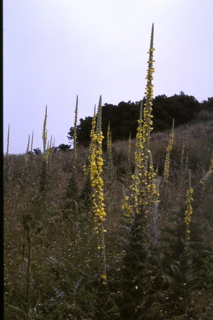 Verbascum macrurum from Pilos, Greece on May 20, 1999 at 12:00 AM by ...