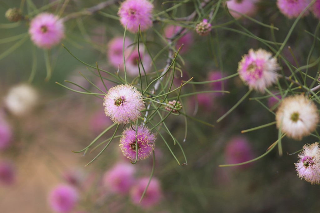 Melaleuca nematophylla from Tardun WA 6628, Australia on August 29 ...