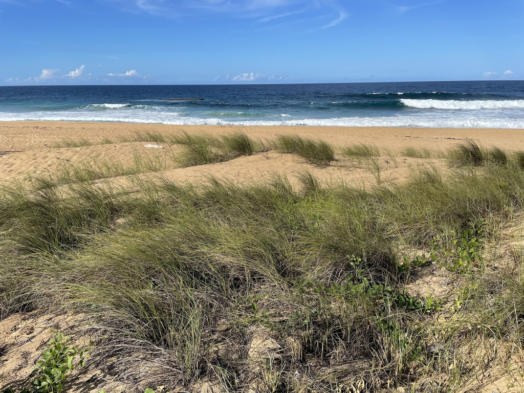 Marsh Hay Cordgrass from Puerto Rico, Arecibo, PR, US on November 22 ...