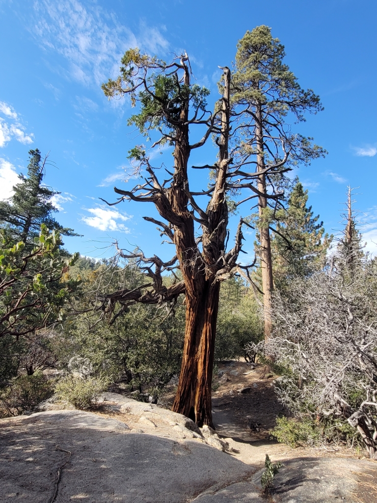 California incense-cedar from Idyllwild-Pine Cove, CA, USA on November ...