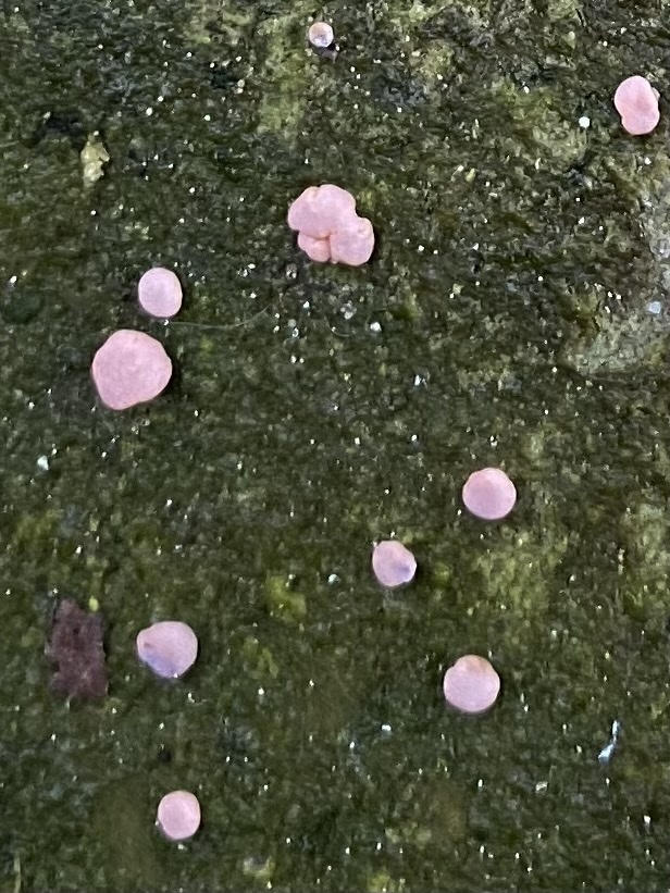 Pink Dot Lichen from Daniel Boone National Forest, Pine Ridge, KY, US ...
