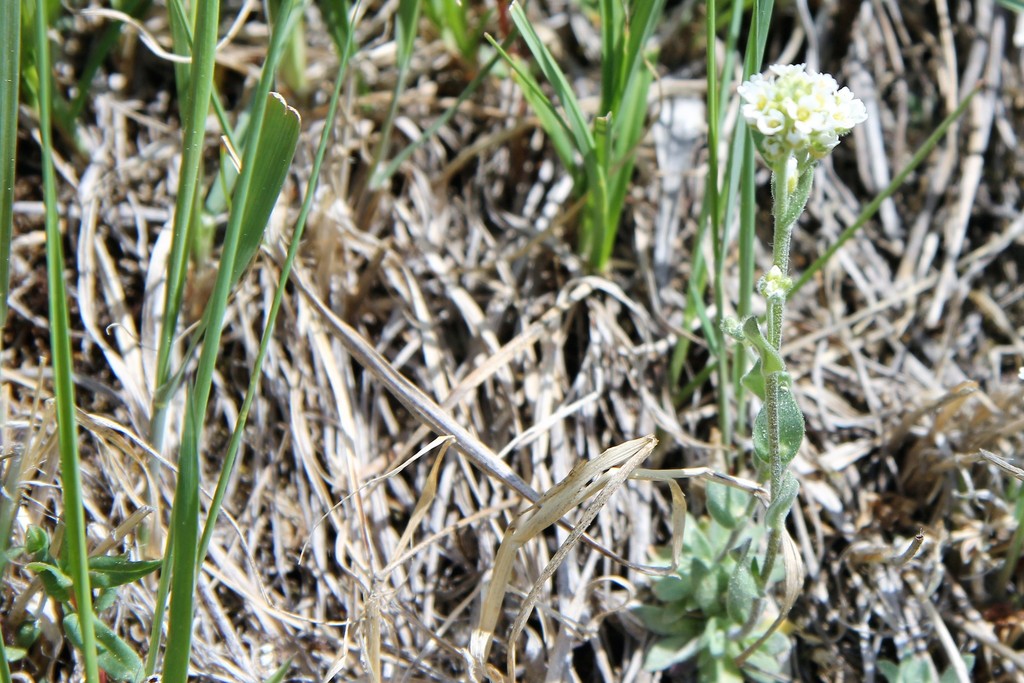 canescent draba from Fairplay, CO 80440, USA on July 4, 2013 at 03:35 ...