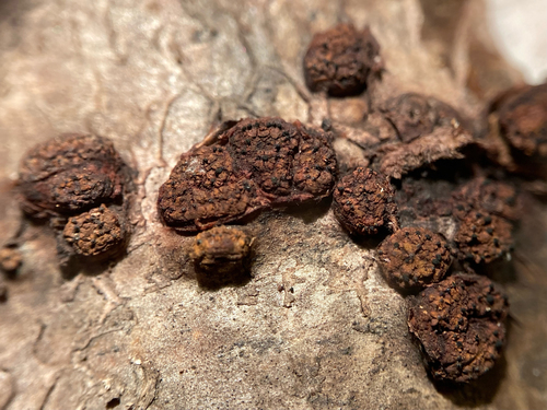 Valsaria fulvopruinata · iNaturalist