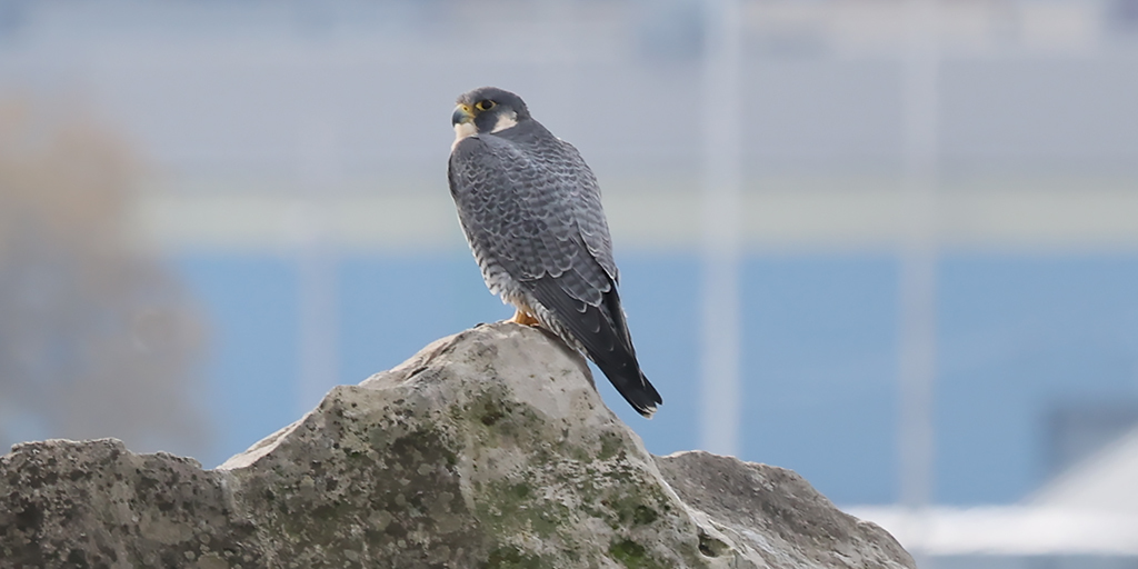 Peregrine Falcon from Cleveland, OH, USA on November 20, 2021 at 11:24 ...