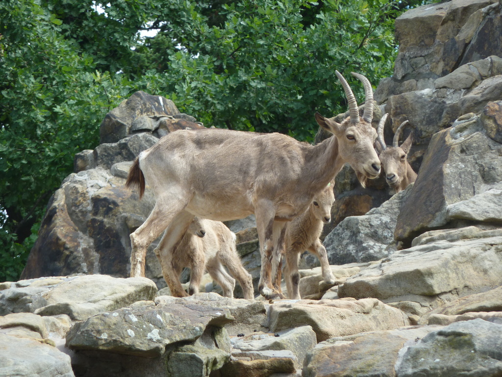 Alpine Ibex (Capra ibex) - Know Your Mammals