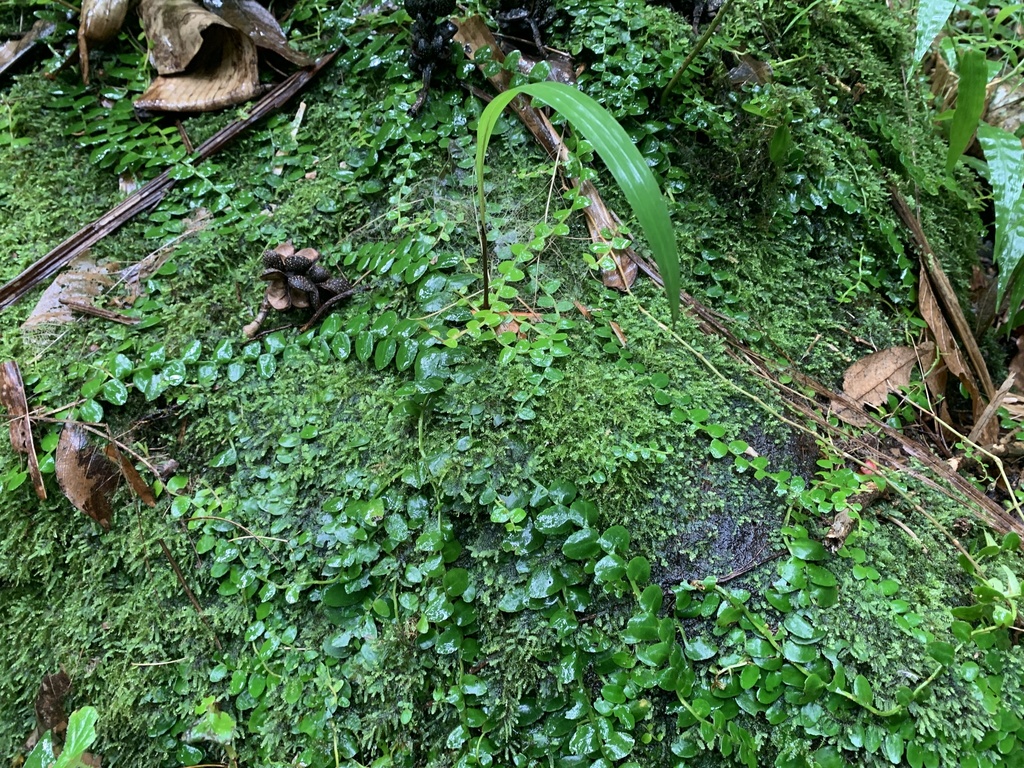 Shingle Vine from Oʻahu, Honolulu, HI, US on November 22, 2021 at 01:11 ...