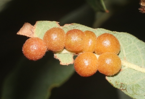 Genus Sphaeroteras · iNaturalist United Kingdom