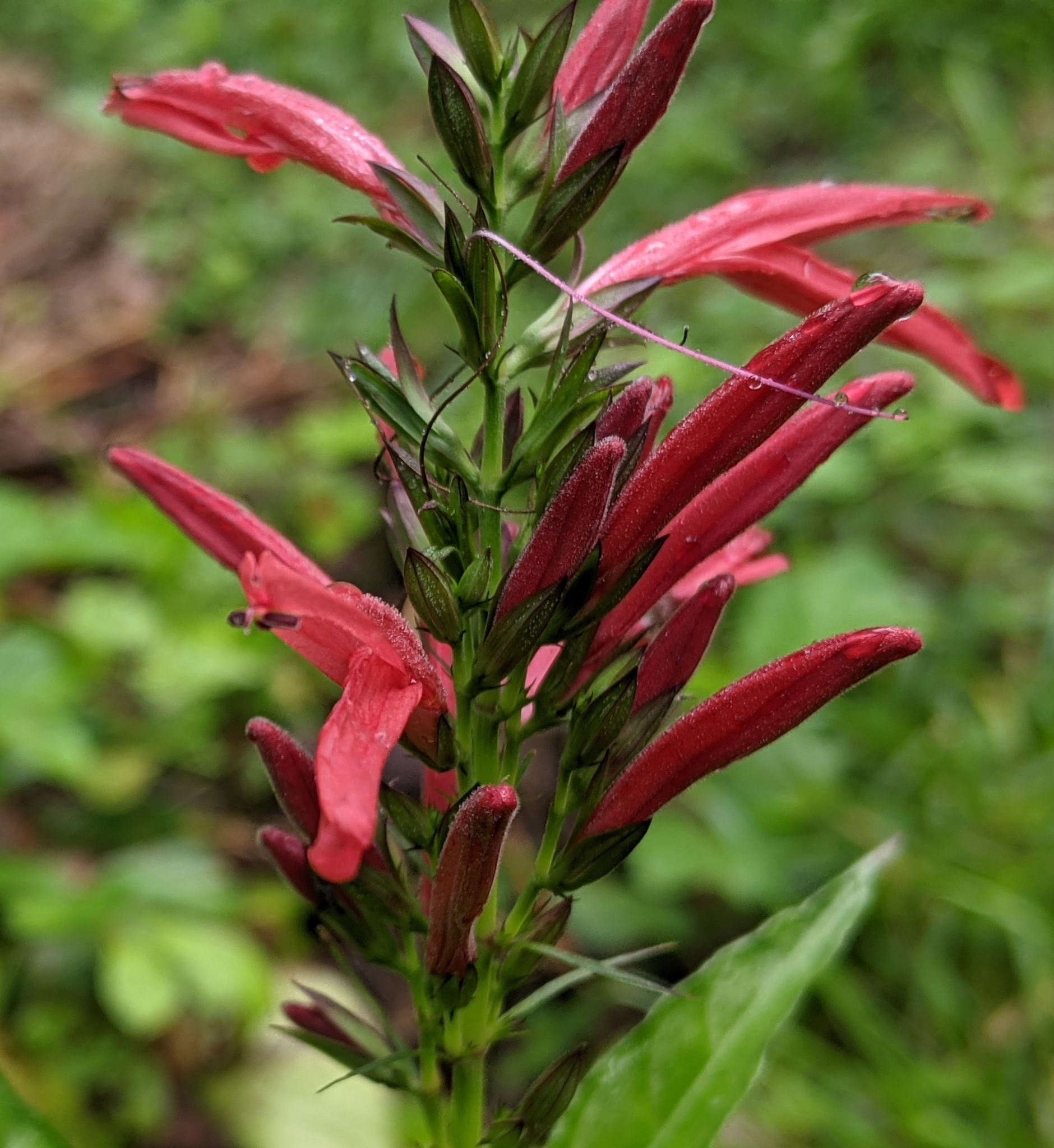 Justicia secunda Vahl