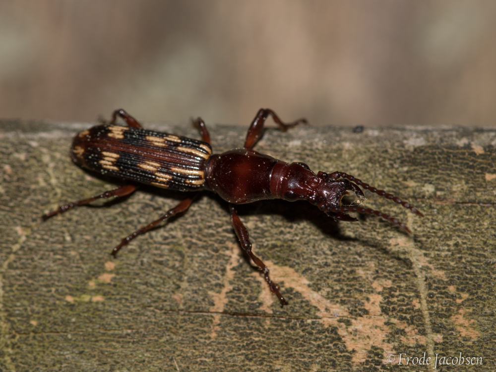 Oak Timberworm Weevil from Parkview Trail, MD, USA on May 23, 2021 at ...