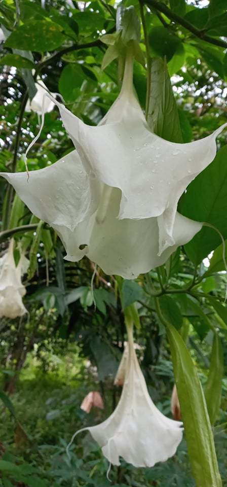 angel's trumpets from Arajuno, Ecuador on November 22, 2021 at 08:13 PM ...