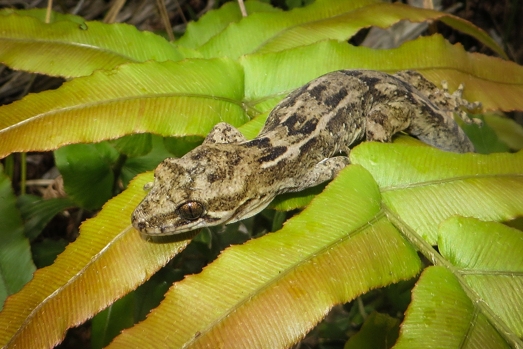 Pacific Gecko (Threatened Species recorded in Waipa District, New ...