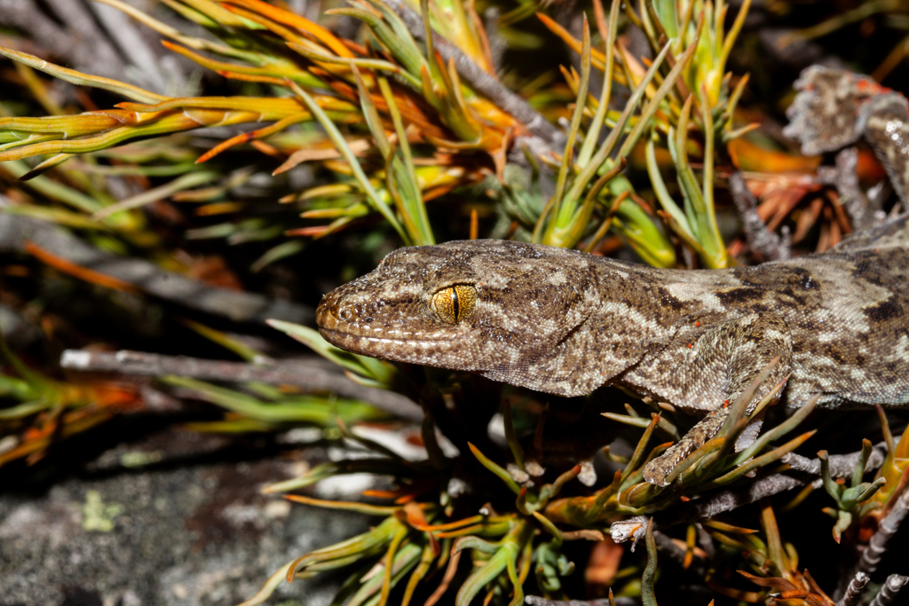 Korero Gecko (Lizards of Aotearoa ) · iNaturalist